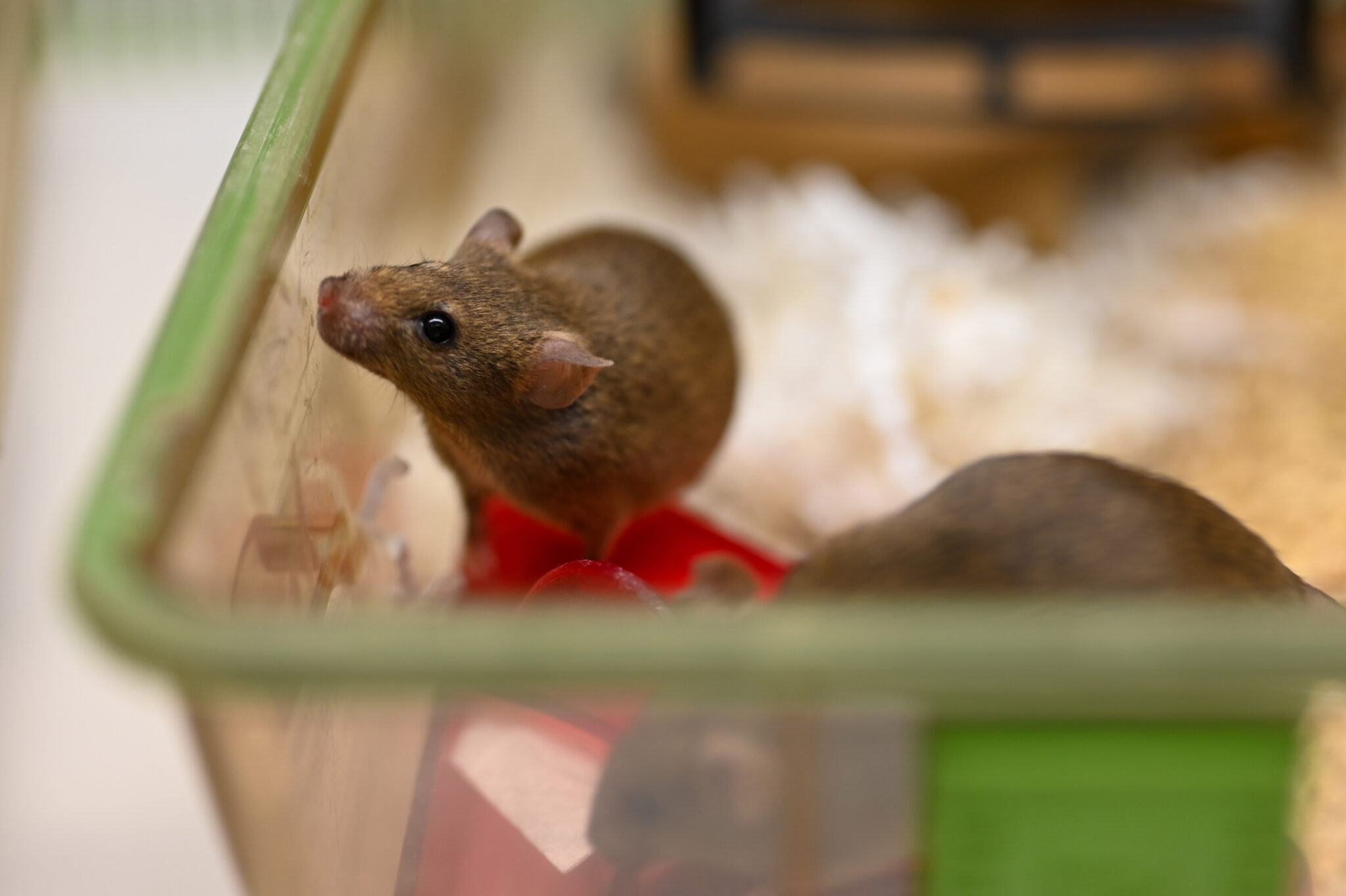 Medical research with the use of animals | Centenary Institute