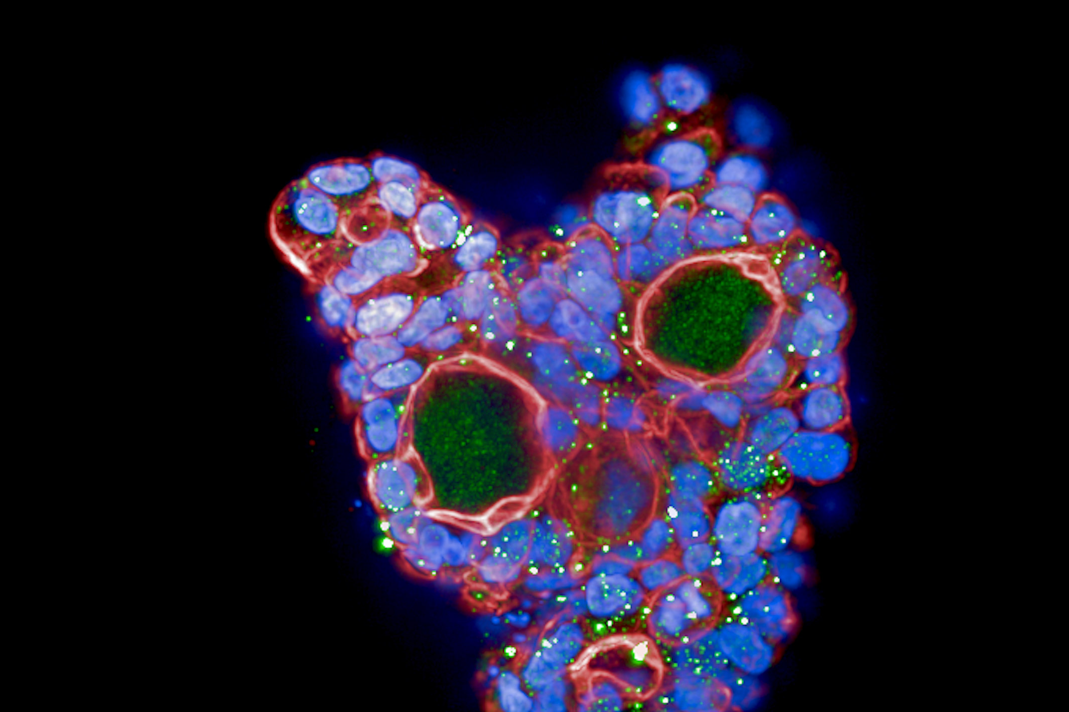 Prize winning science image | Centenary Institute